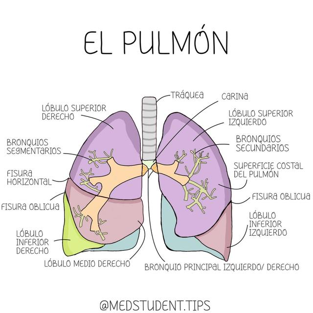 El pulmón | Med Tips | uDocz