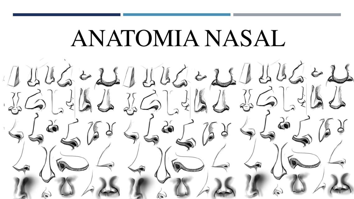 Anatomía nasal | Sandra Navarro | uDocz