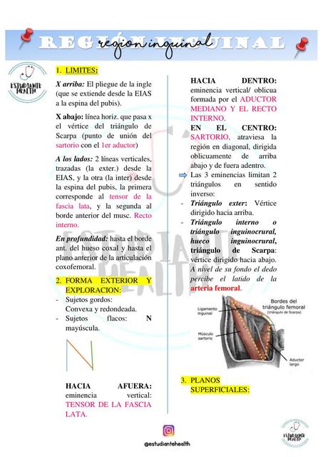 Región Inguinal | Sherilin Priscila Vásquez Ríos | uDocz