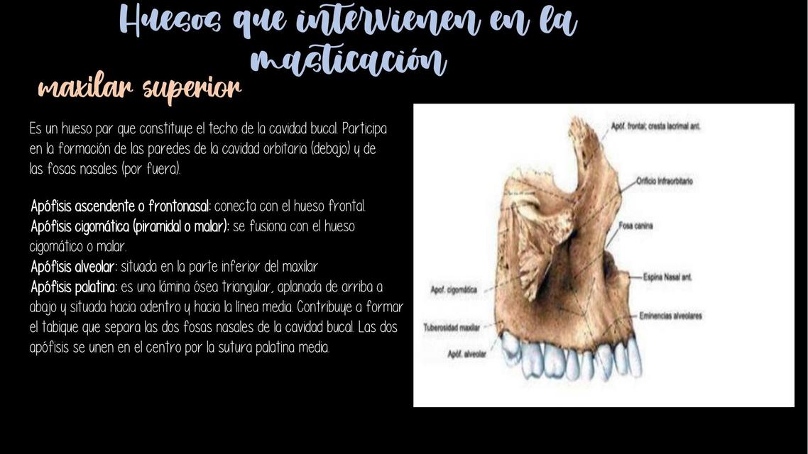 huesos de la masticación | YSELA COELLO | uDocz