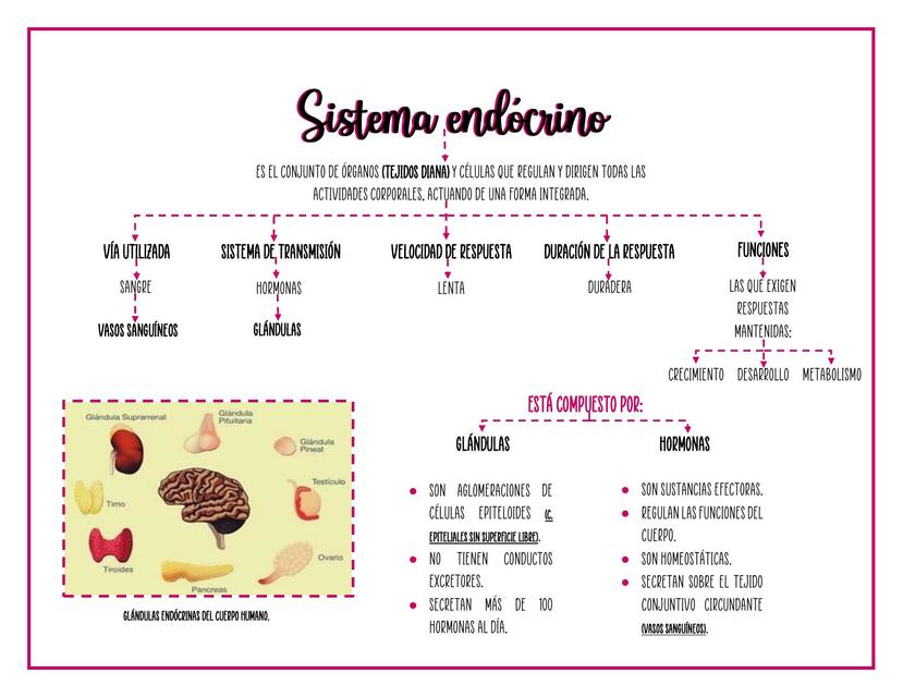 Sistema endócrino | Medic_notes | uDocz