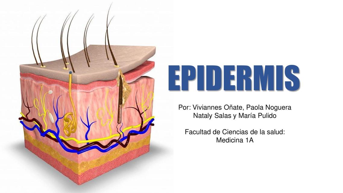 Epidermis | SANDIA2232 | uDocz Epidermis | SANDIA2232 | uDocz