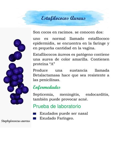 Estafilococos Aureus y Neumococos