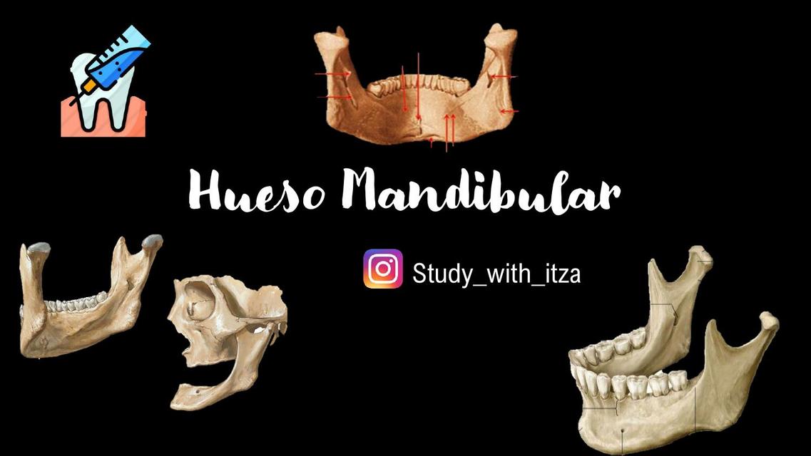 Mandíbula | OdontoVibe | uDocz