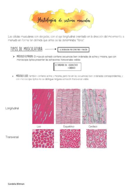 Histología de tejido muscular