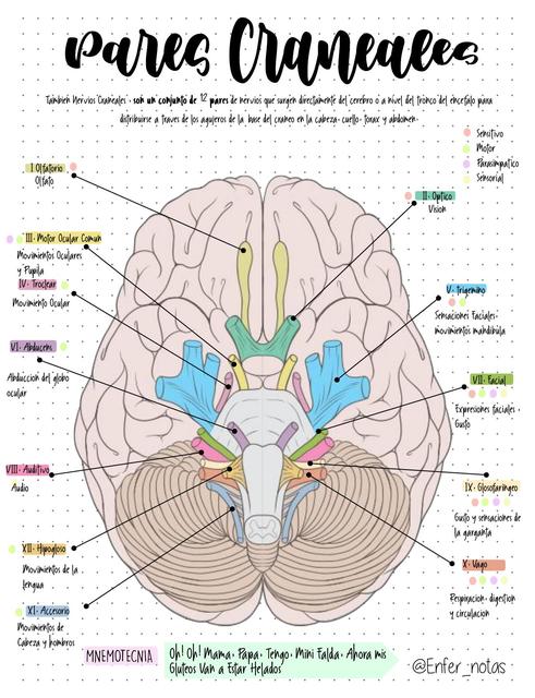 Pares Craneales | Karen Zorrilla | uDocz