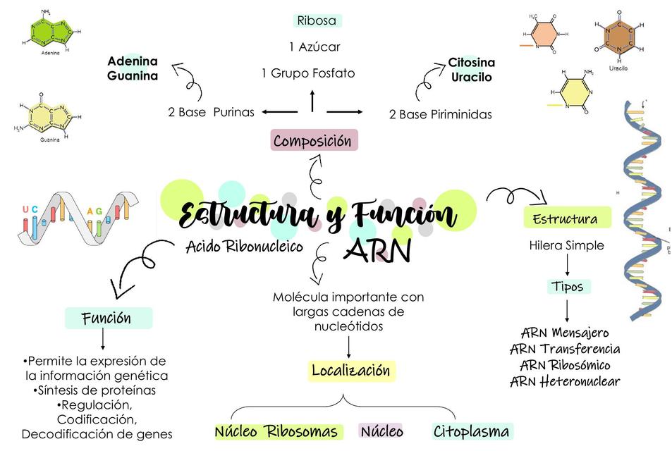 Acido Ribonucleico | Karen Zorrilla | uDocz