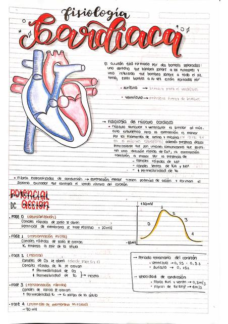 Fisiología Cardíaca | @_medical_notes | uDocz
