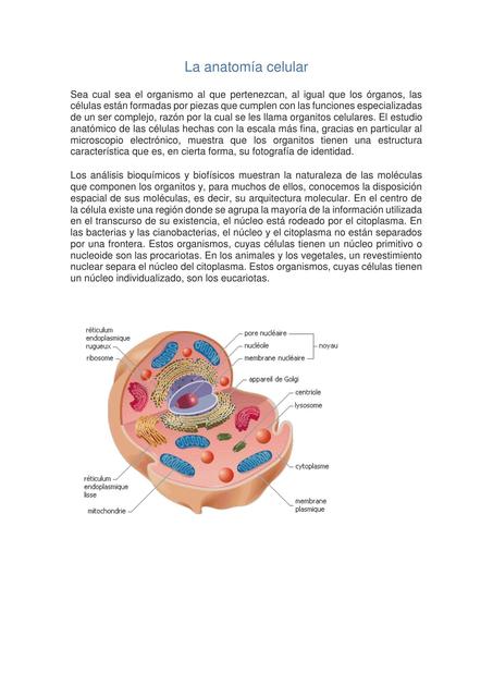 Definir Anatomía Celular