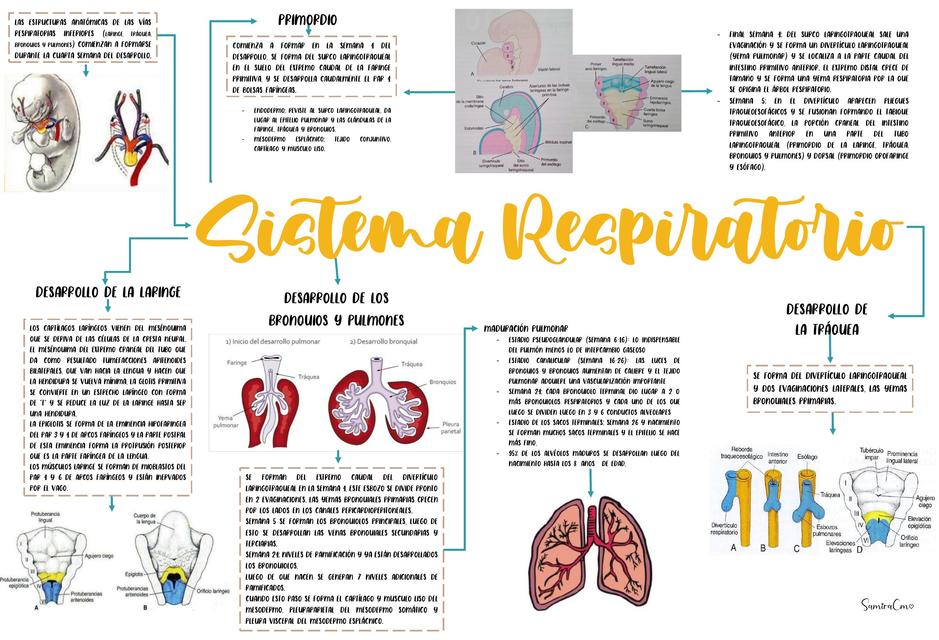 Sistema respiratorio | uDocz