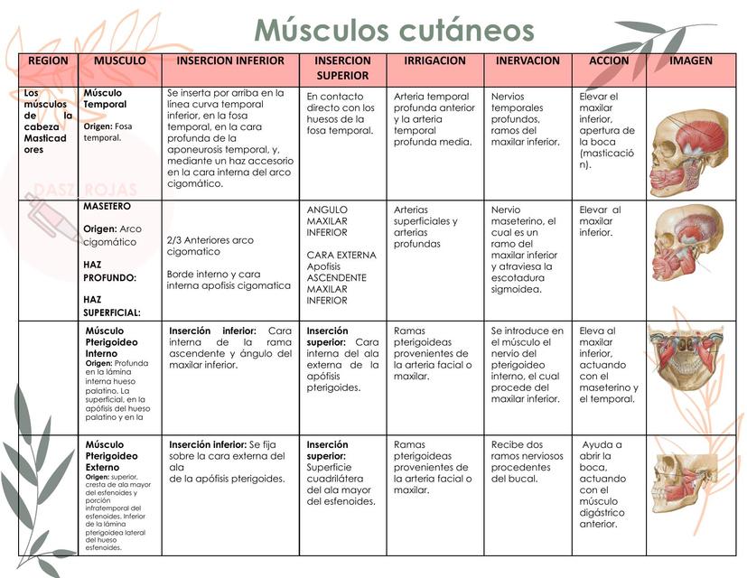 Músculos cutáneos | Salud | Apuntes de medicina | uDocz