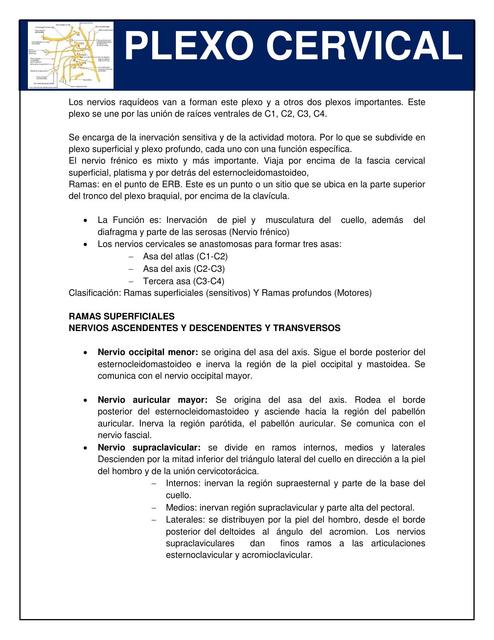 Resúmenes de Plexo Cervical | Descarga apuntes de Plexo Cervical