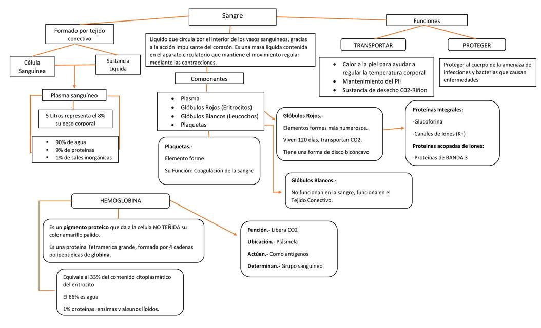 Sangre - Punto Histología | Jay Jauregui | uDocz