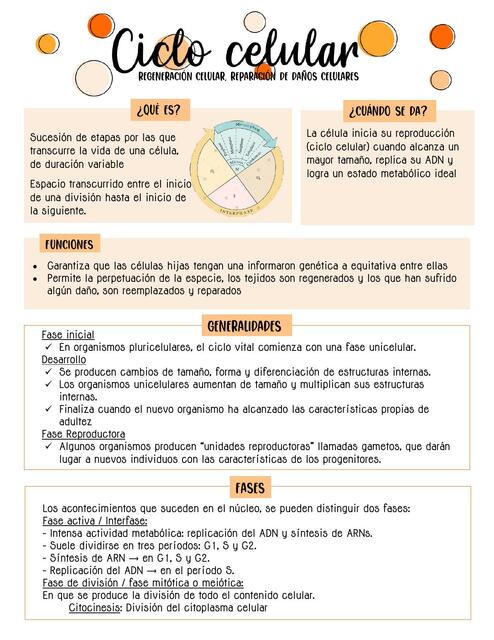Ciclo celular | uDocz