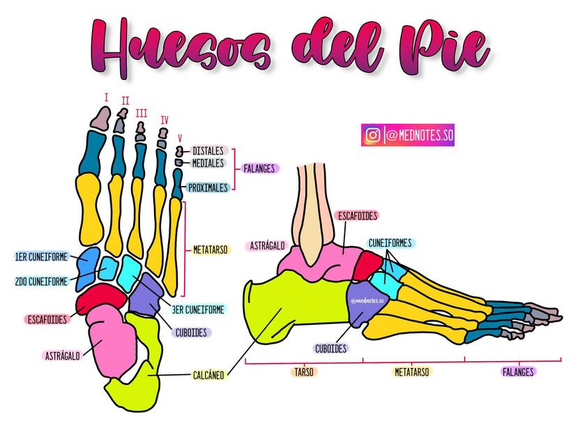 Huesos Del Pie SofiaMed UDocz