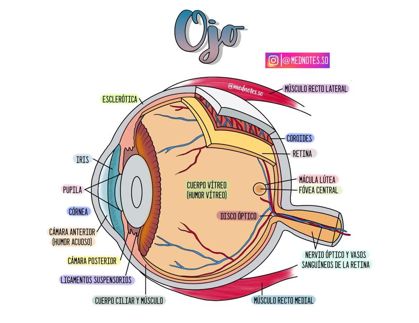 Partes del Ojo