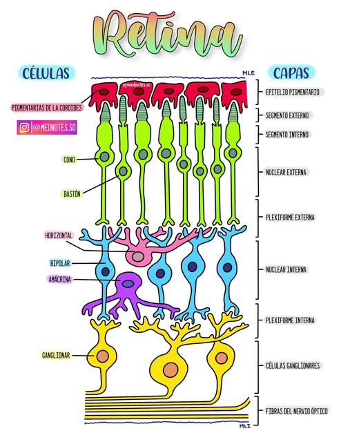 Retina | SofiaMed | uDocz