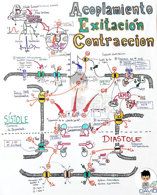 Acoplamiento Excitación y Contracción | Daisy Salgado | uDocz