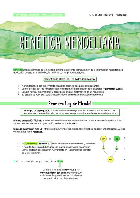 Genética mendeliana (Biología - CyD) | Trofoblastocito o Psiquisnotes ...