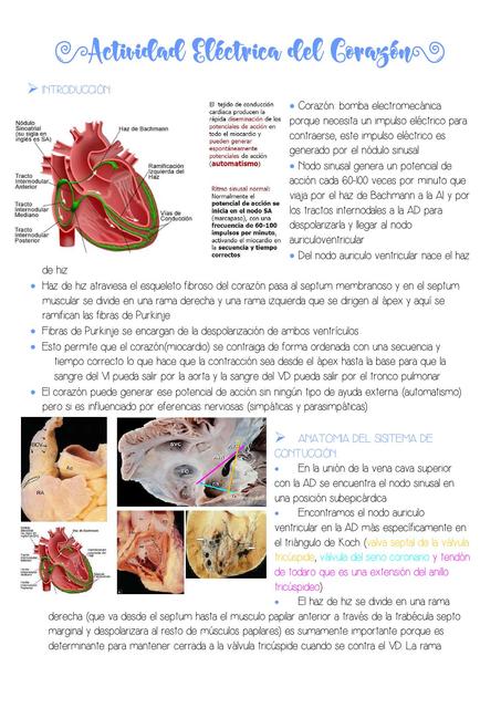 Conducción Eléctrica del Corazón | Lucia Frisancho | uDocz