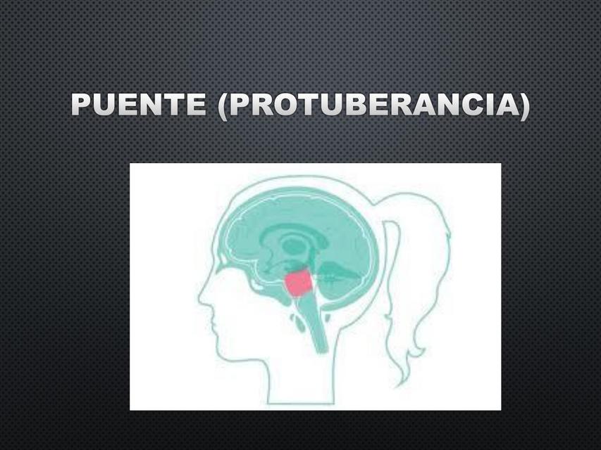 Puente. Protuberancia | ClaudiaLga | uDocz