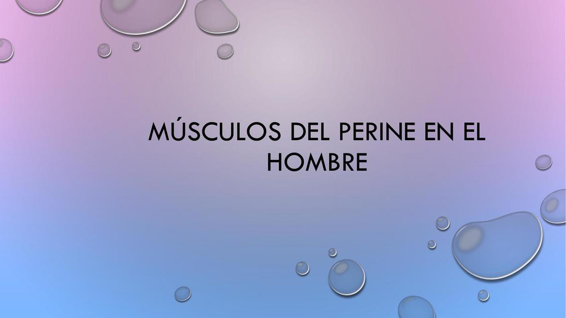 Músculos del perine en el hombre | ClaudiaLga | uDocz
