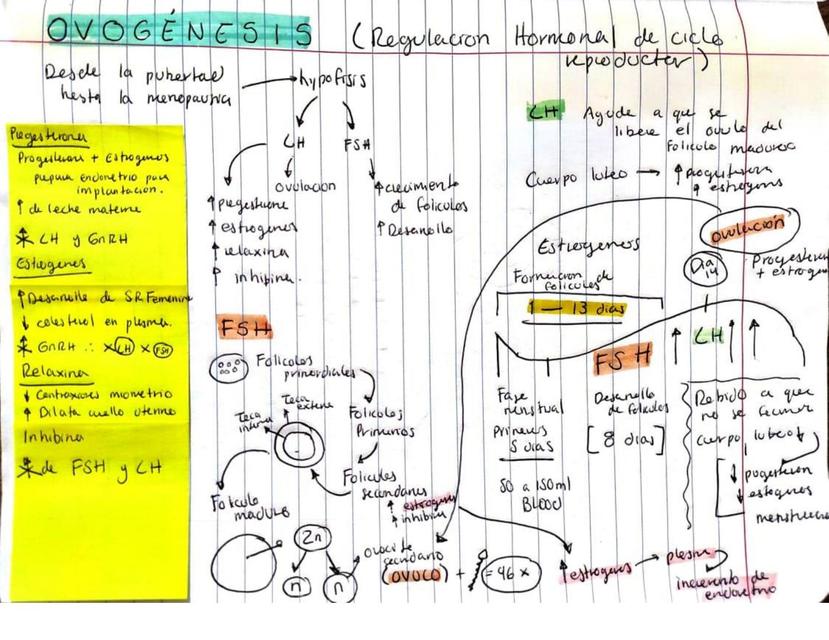 Ovogénesis | Marco y Atzin | uDocz