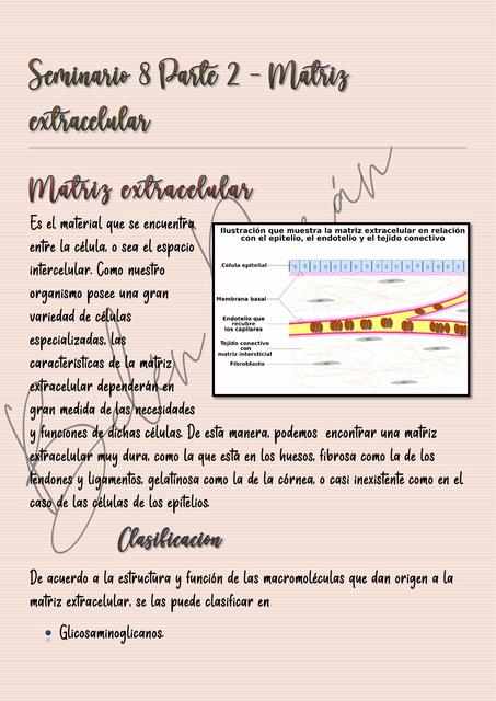 Seminario 8 parte 2 - Matriz extracelular | uDocz