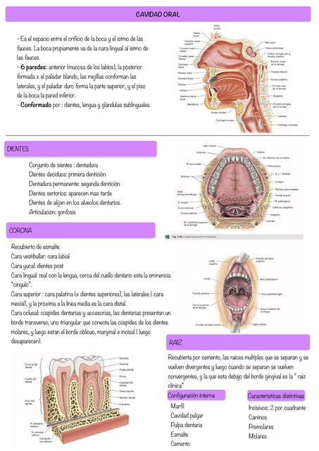 Resúmenes de Cavidad bucal | Descarga apuntes de Cavidad bucal