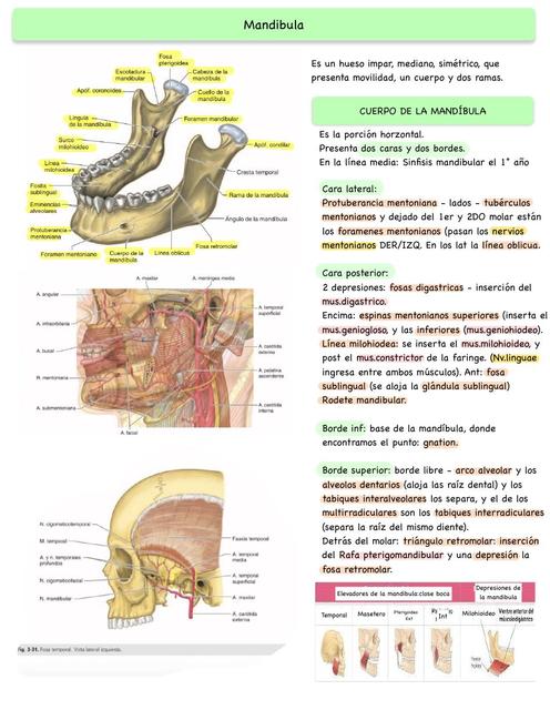 Mandíbula | agussmednotes | uDocz