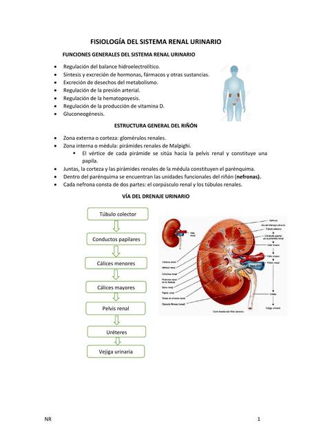 Anatomia | uDocz