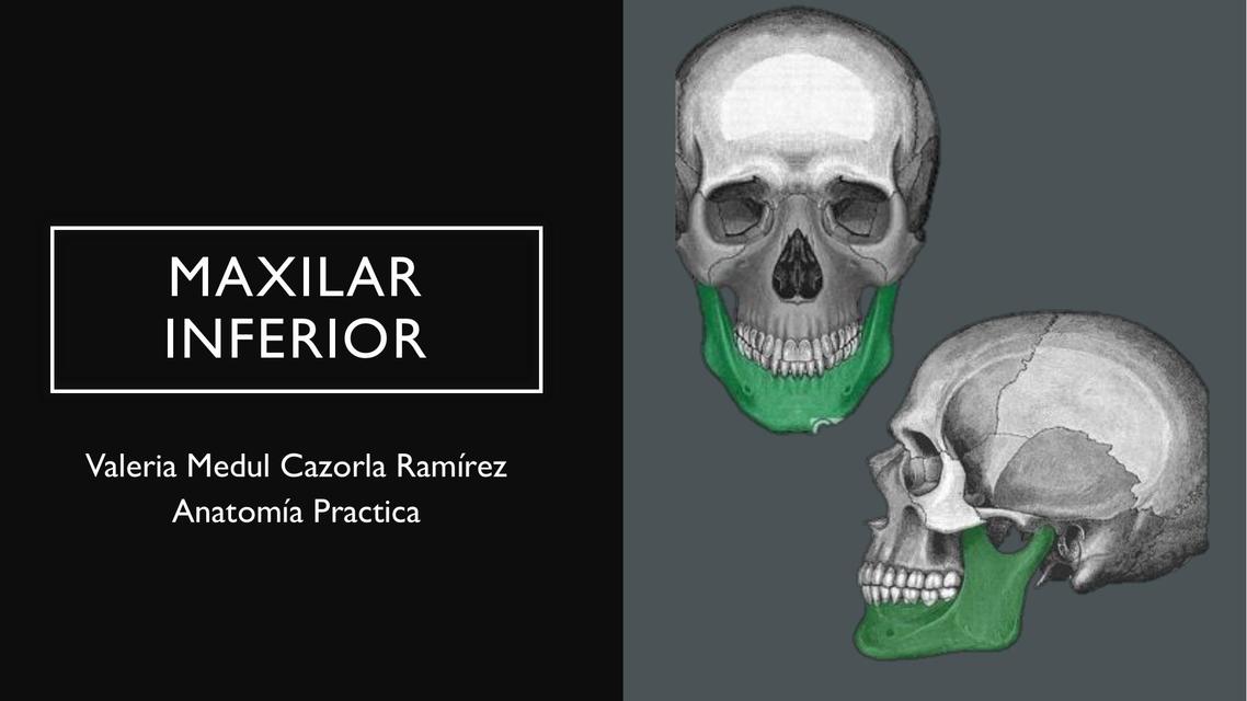 Maxilar Inferior | VALERIA MEDUL CAZORLA RAMIREZ | uDocz