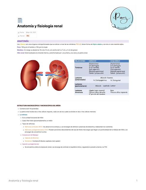 Anatomía y fisiología renal | Paulina_mednotes | uDocz