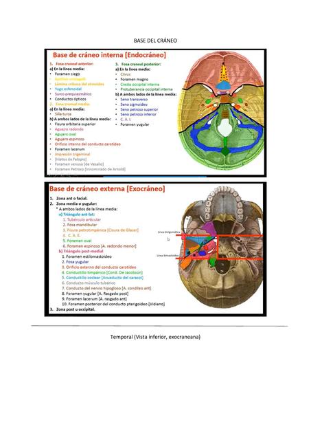 Base Del Cráneo | Julieta Gardiol | uDocz