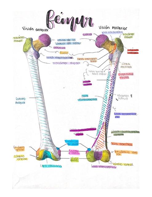 Resúmenes de Fémur | Descarga apuntes de Fémur
