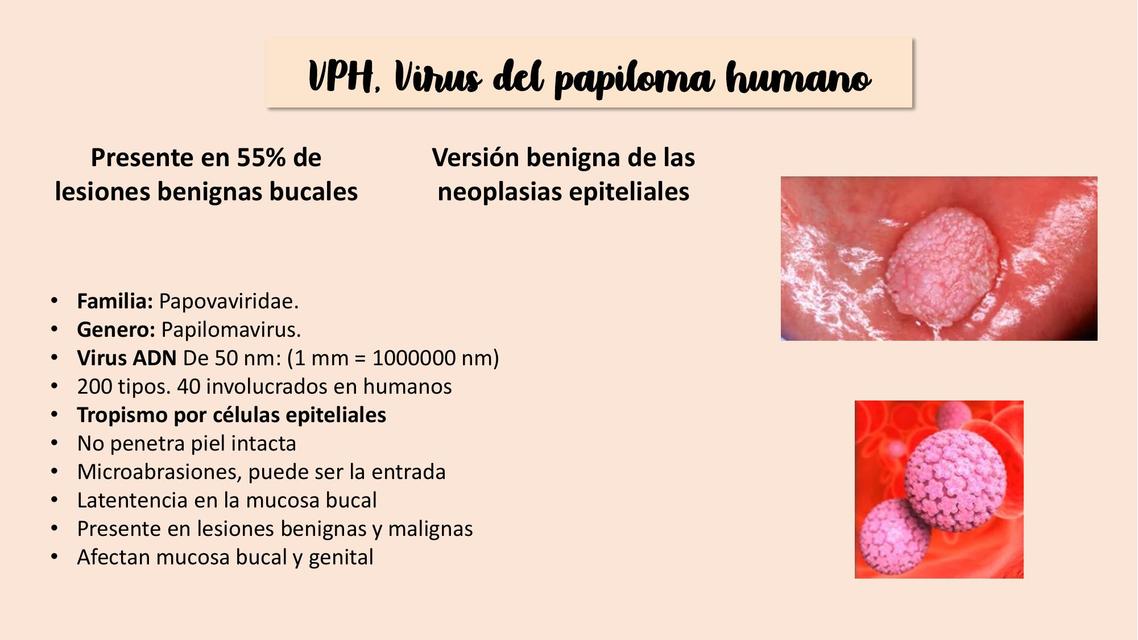 Virus Del Papiloma Humano Papilomavirus Patolog a Oral UDocz