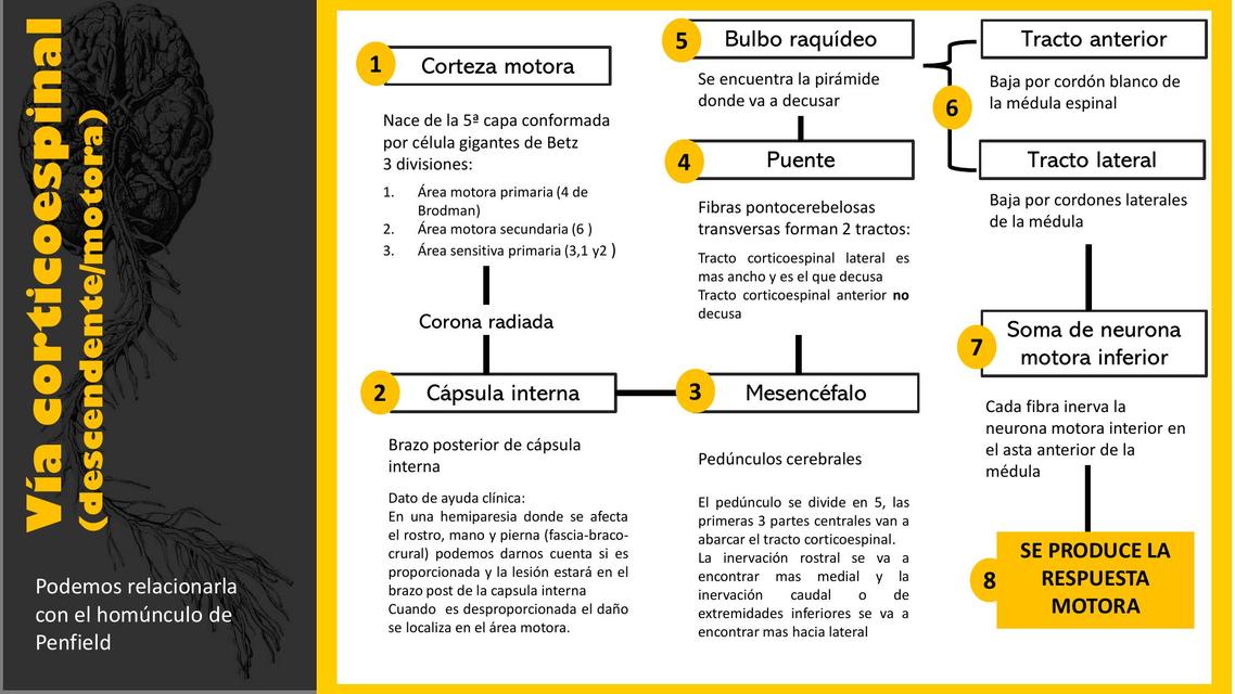 Vía Corticoespinal | Vale Flores | uDocz