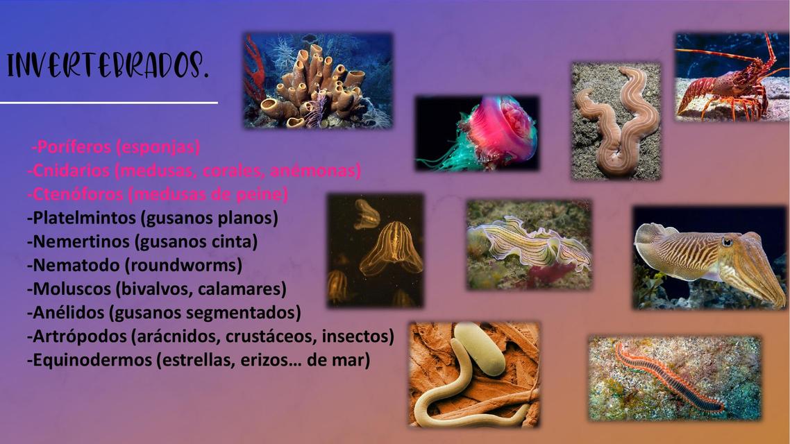 Resúmenes de Invertebrados | Descarga apuntes de Invertebrados
