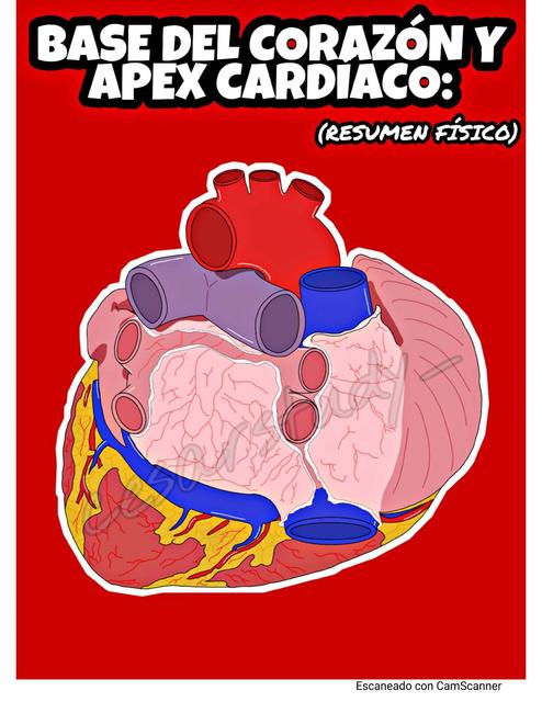 Base y Ápex cardíacos Resumen físico | Cesarstudy_ | uDocz