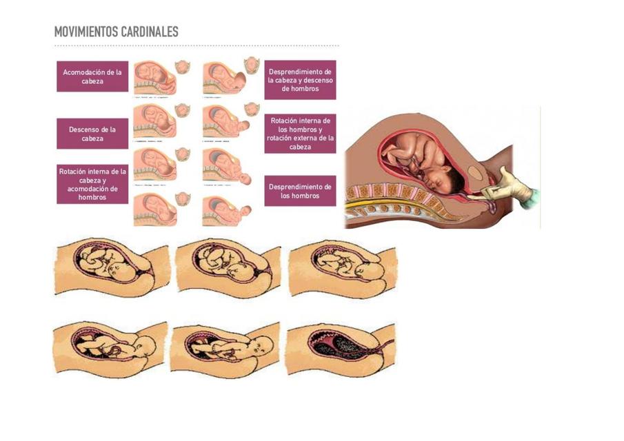 Estática Fetal | Eliana Andreina Marchan Torres | uDocz