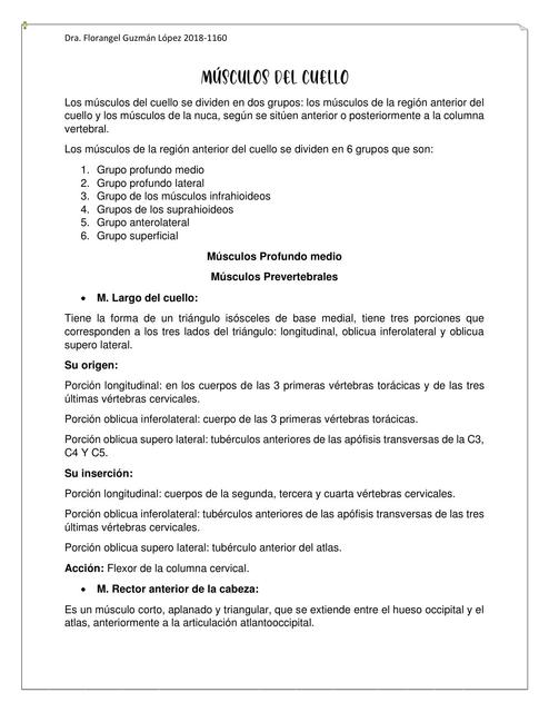 Musculos del cuello | uDocz