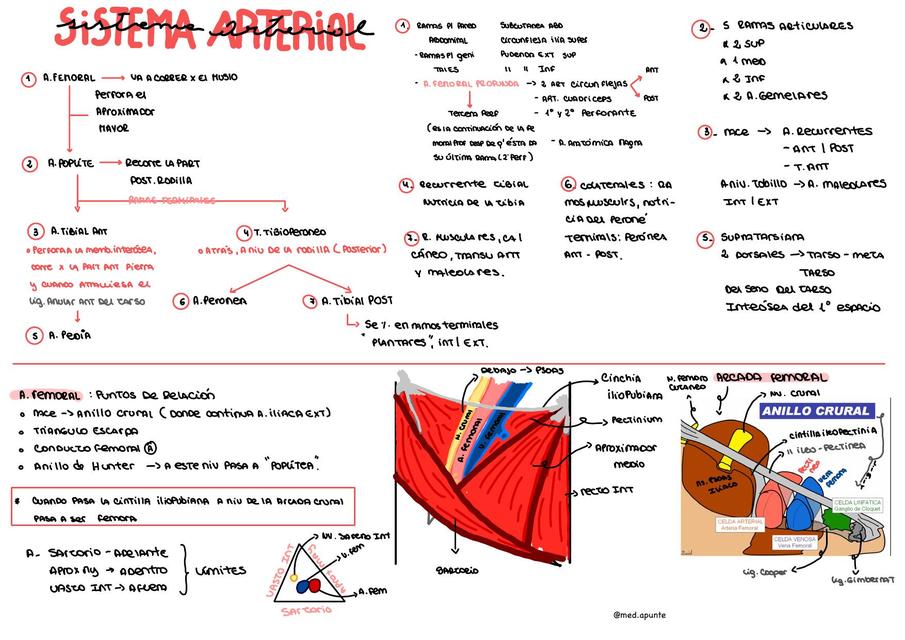 Sistema Arterial | agussmednotes | uDocz