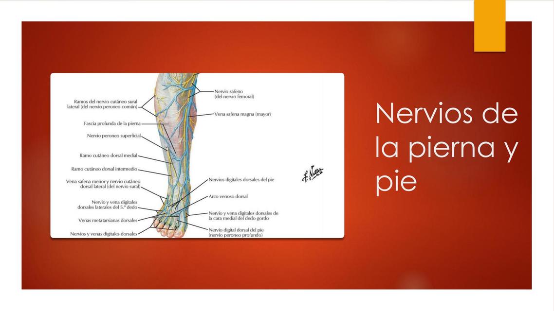 Nervios de la Pierna y Pie | Patricia Arias | uDocz