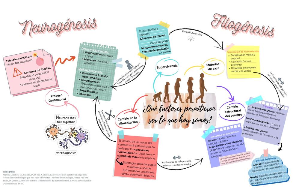 Neurogénesis y Filogénesis