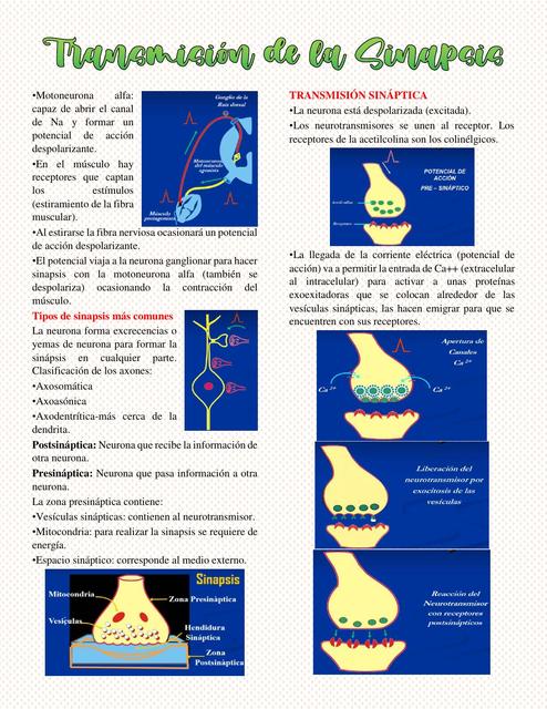 Transmisión de la Sinápsis | Alisson1108 | uDocz