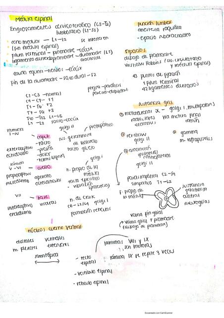 Médula Espinal | Emily Aguilar Medina | uDocz