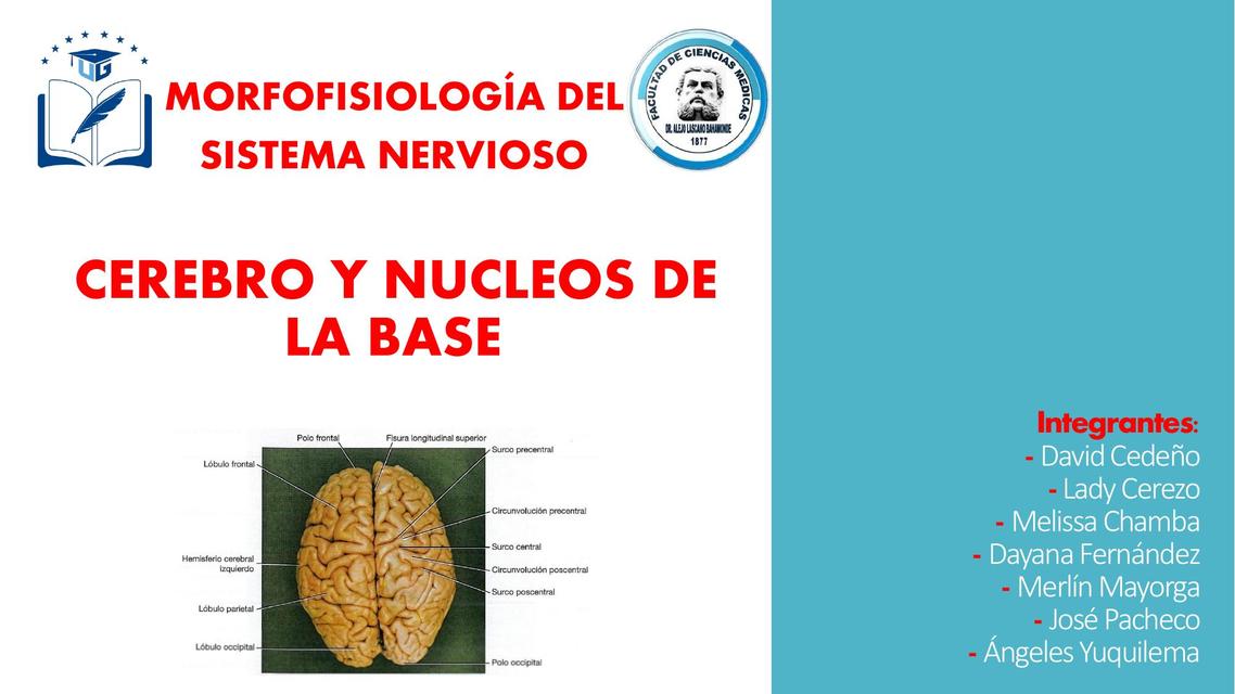 Cerebro y Núcleos de la Base | Lady Escobar | uDocz