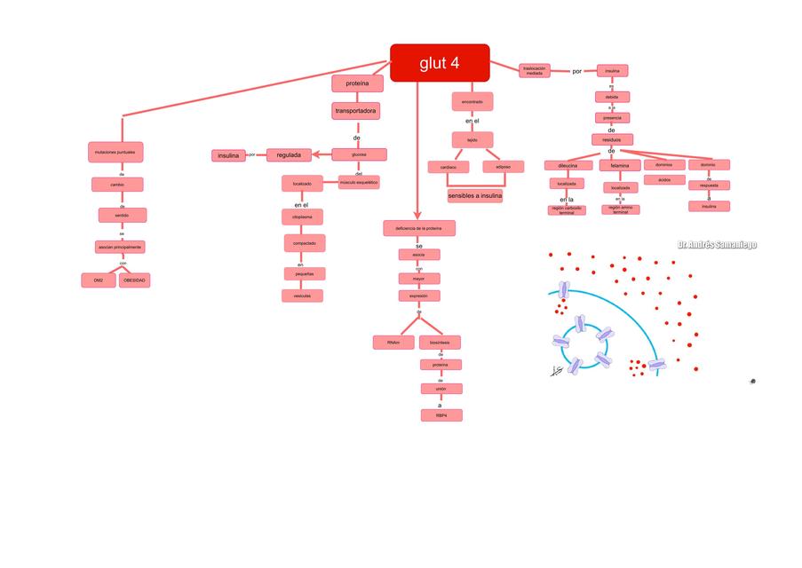 Glut 4 | ashley gallardo | uDocz