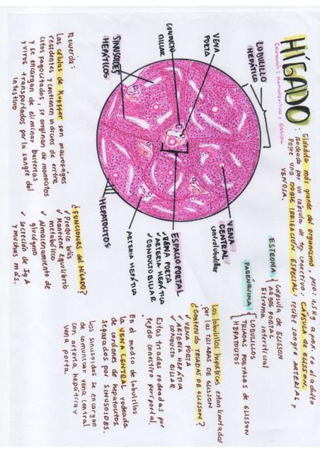 Hígado | Histología | Atlas histologia | uDocz