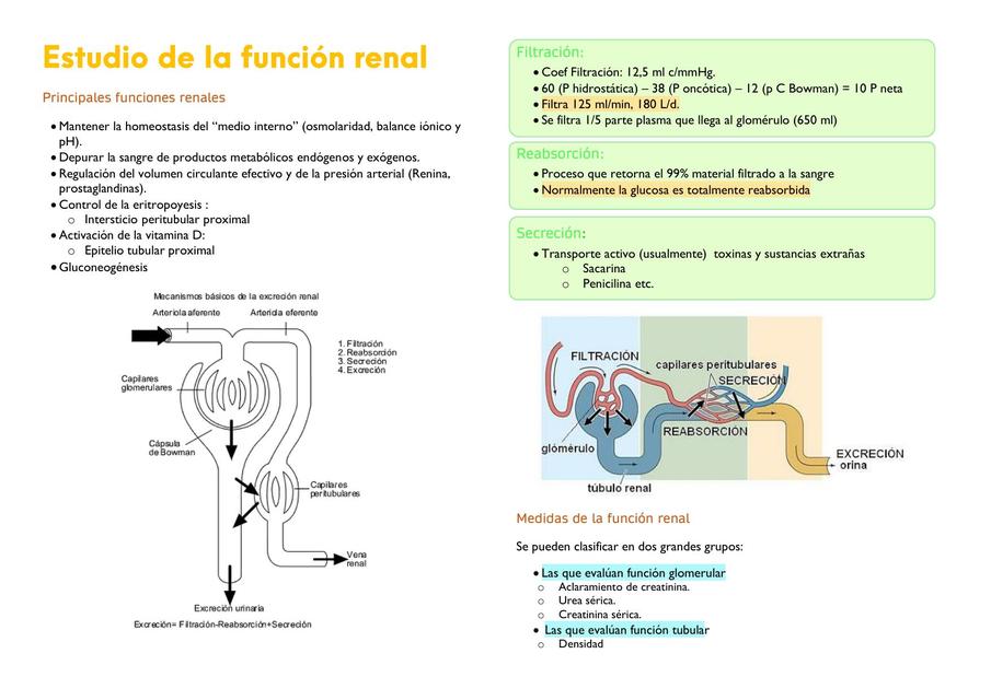 Estudio de la Función Renal | hoxanna sanga | uDocz